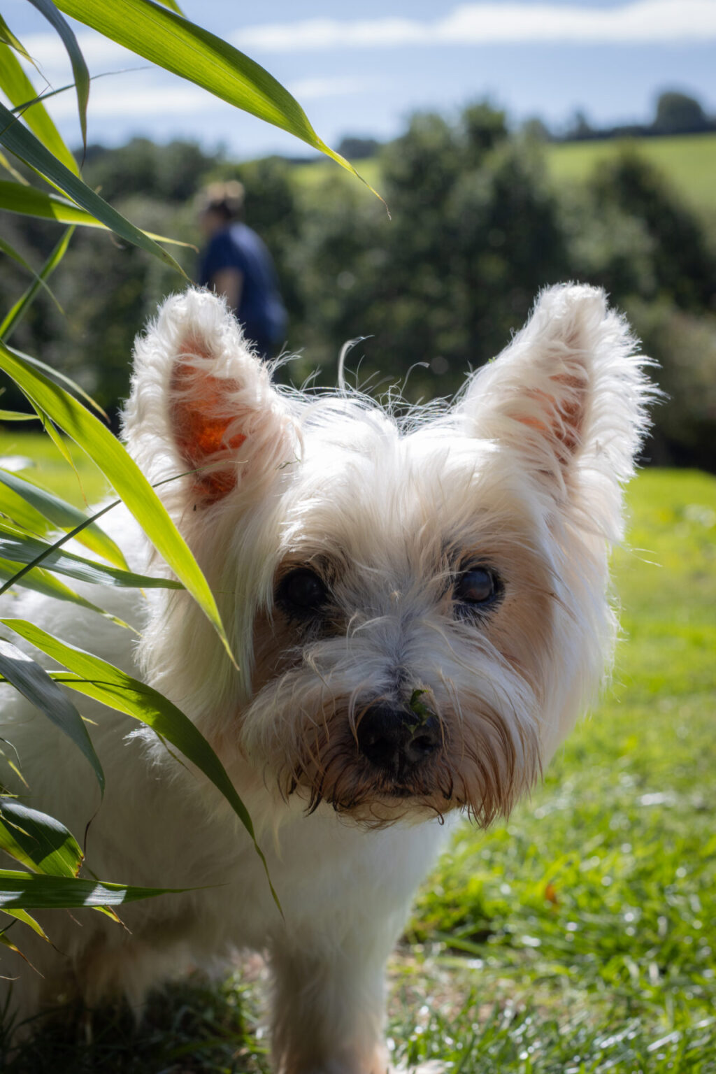 How can you support The Trust? - The Cinnamon Trust