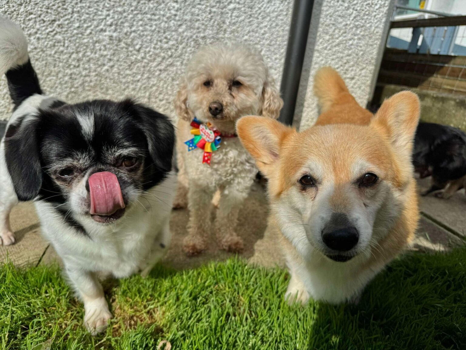 How can you support The Trust? - The Cinnamon Trust