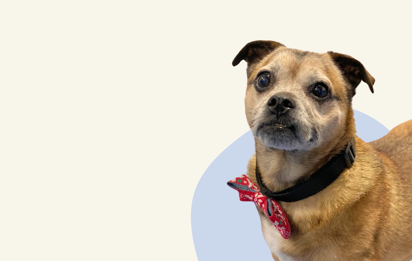 Meet The Team - The Cinnamon Trust