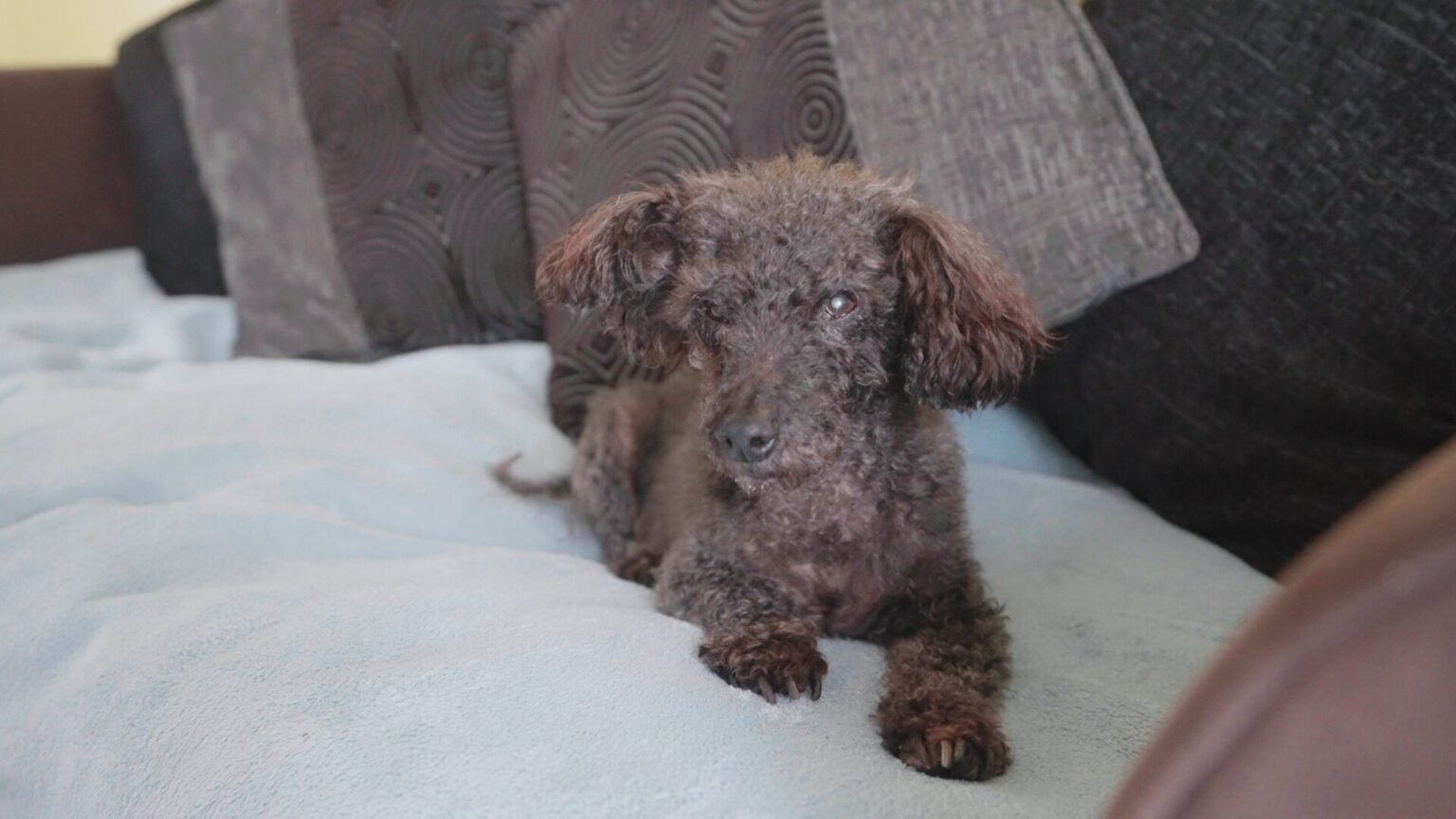 Short Term Fostering - The Cinnamon Trust